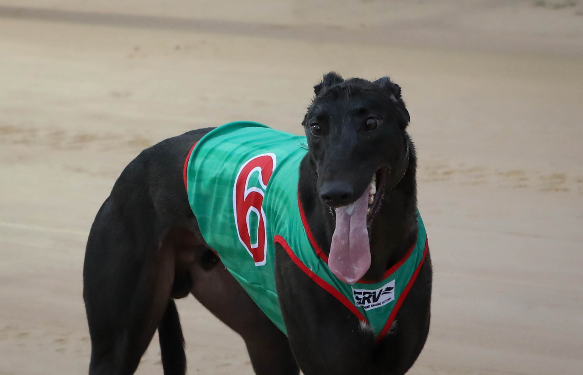 Explosive Traralgon Maiden Winner Not For Sale - Greyhound Recorder