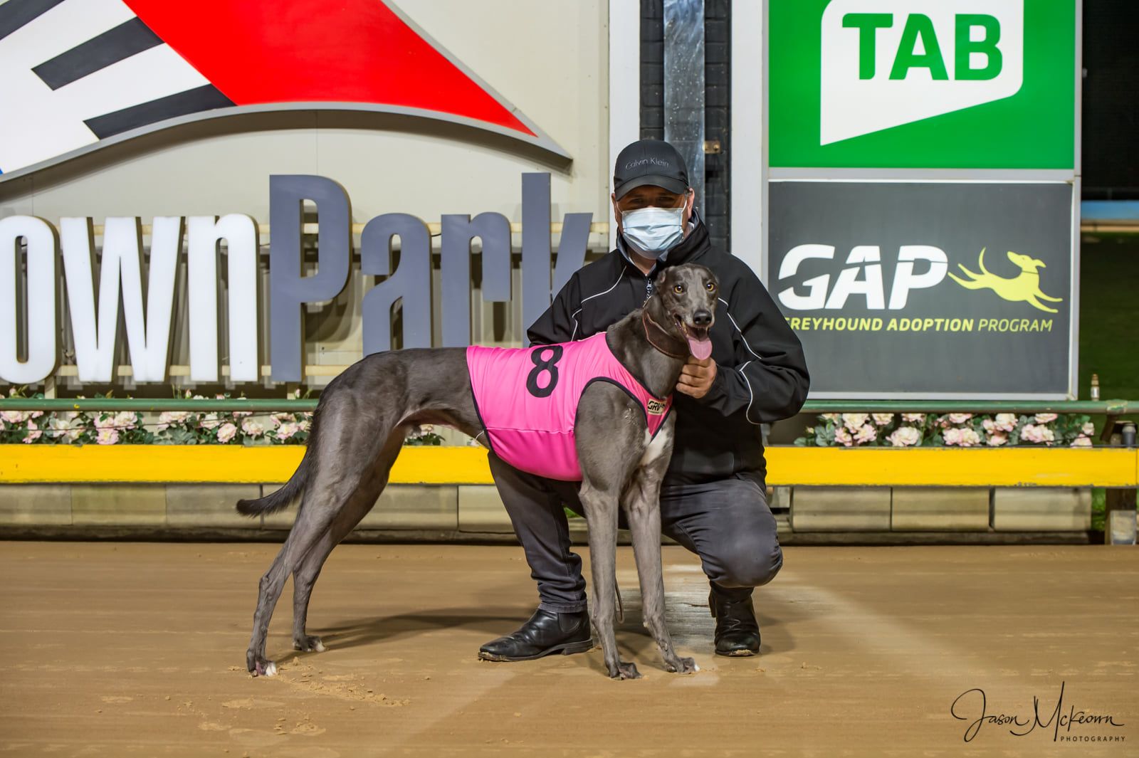 Fast Trial Has Bluey On Track For Launceston Cup - Greyhound Recorder