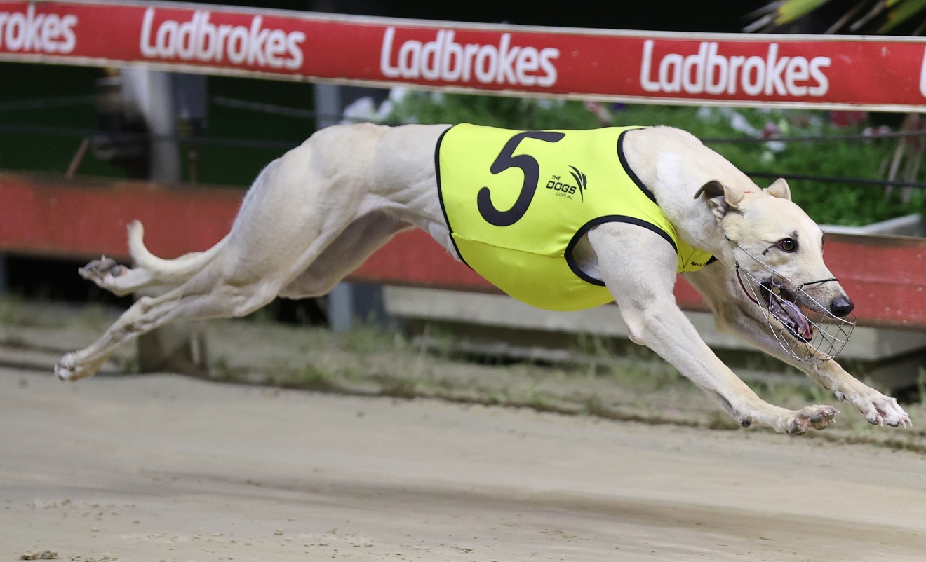 Regally Bred Fernando Bale Pups Hit The Market - Greyhound Recorder