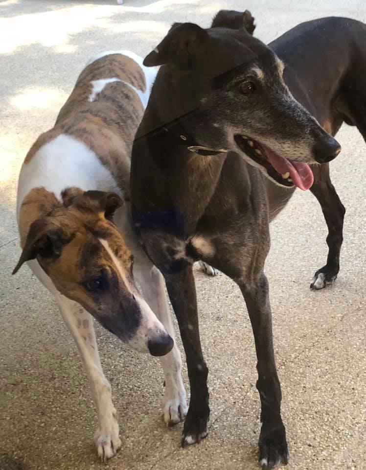 Jan Wheeler: ‘It's His Life, His Legacy, His Dream' - Greyhound Recorder