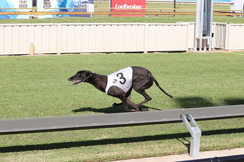 The Sunday Afternoon 'Finish On' - Greyhound Recorder