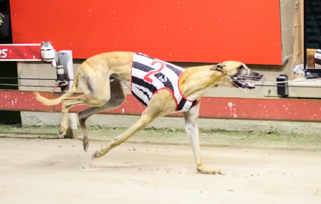 Magri Duo In Race Against Time For Vic Peters - Greyhound Recorder