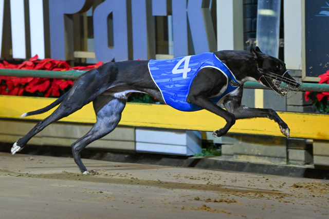 Jimmy Figgis Greyhound - Form, Stats & News