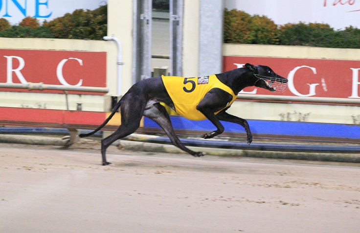 Robin's Taking Stock With Rusty The Crow - Greyhound Recorder