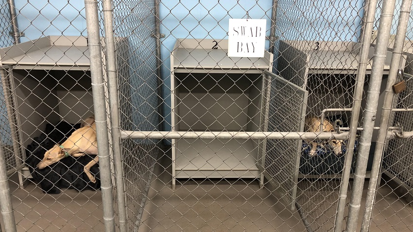 Star Brothers In Perfect Order Ahead Of Vic Peters - Greyhound Recorder