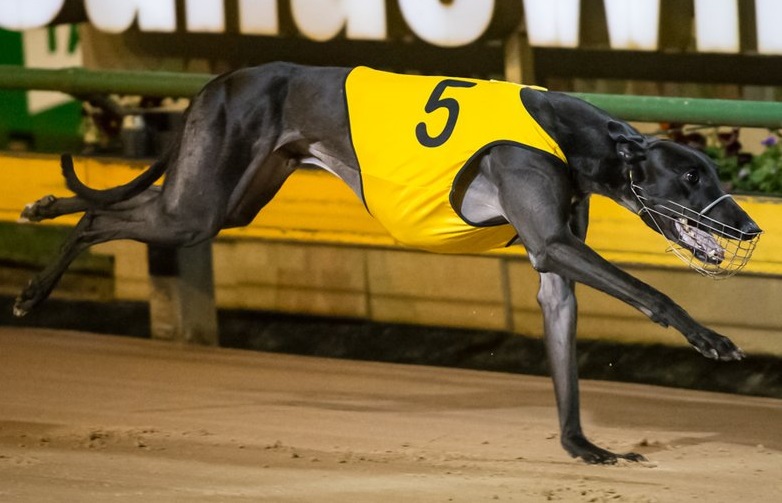 Captain Dynamite's Elite Middle Distance Debut - Greyhound Recorder