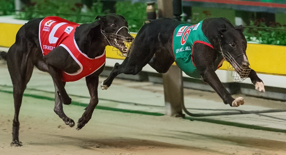 Greyhound Racing News - Greyhound Recorder