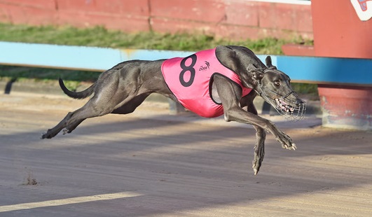 King Kalyn Proving A 'Marvel' For Thomas - Greyhound Recorder