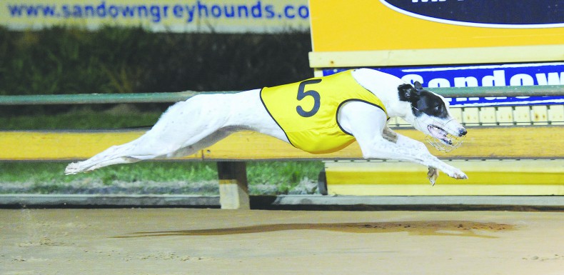 Designing A Special Pedigree - Greyhound Recorder