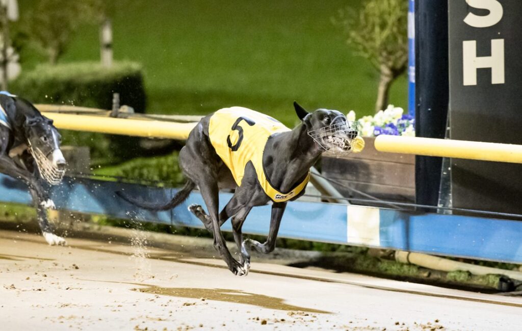 Postman Pat Takes Stride Towards Racing Return - Greyhound Recorder