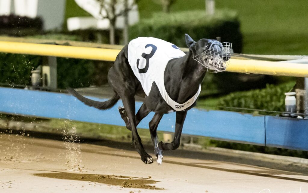 Why The Knocks On Pat Are Unwarranted - Greyhound Recorder