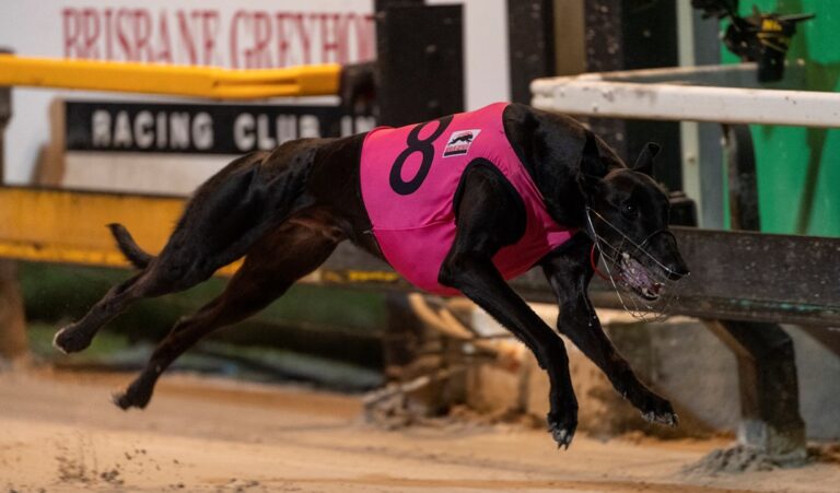Greyhound Racing News - Greyhound Recorder