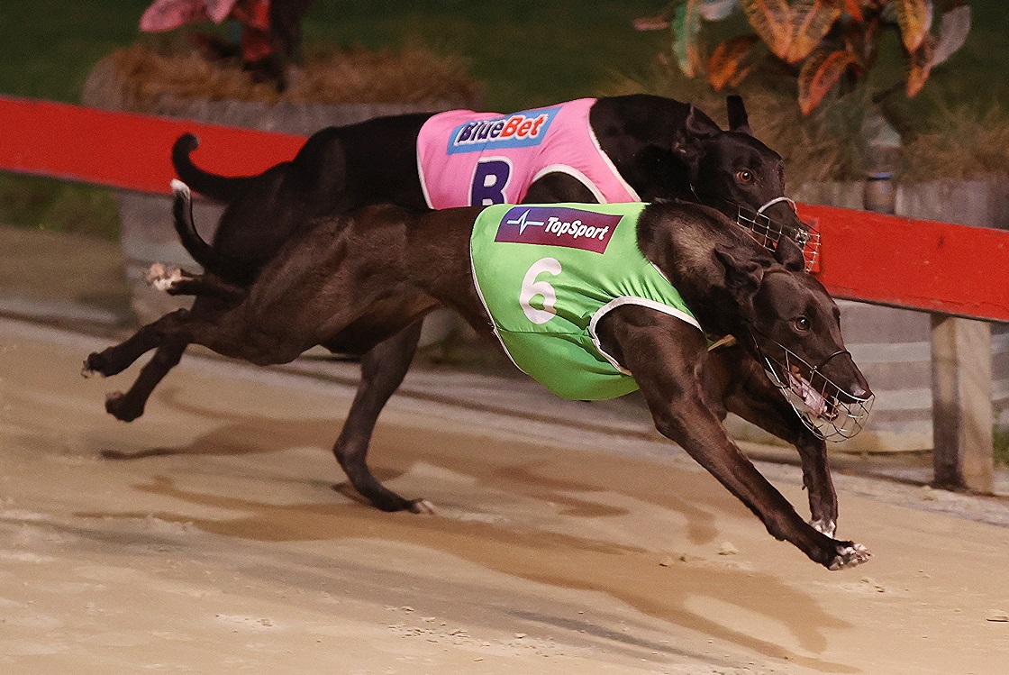 Runner By Runner Guide: Group 1 Dapto Megastar - Greyhound Recorder