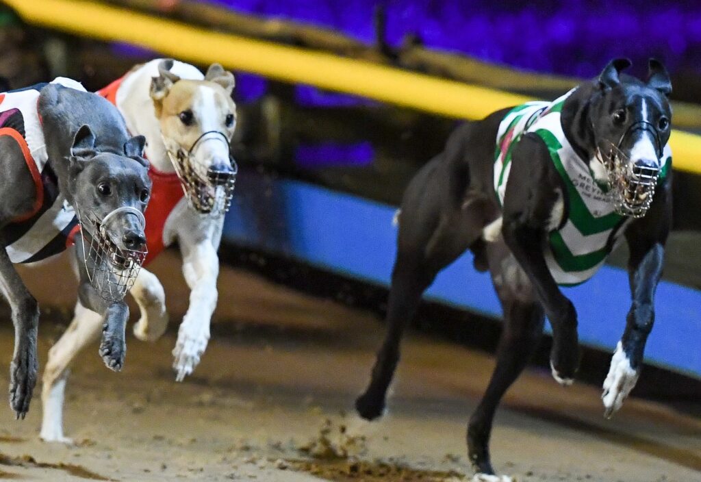 Why Aussie Can Rock His Way To Stud Stardom - Greyhound Recorder