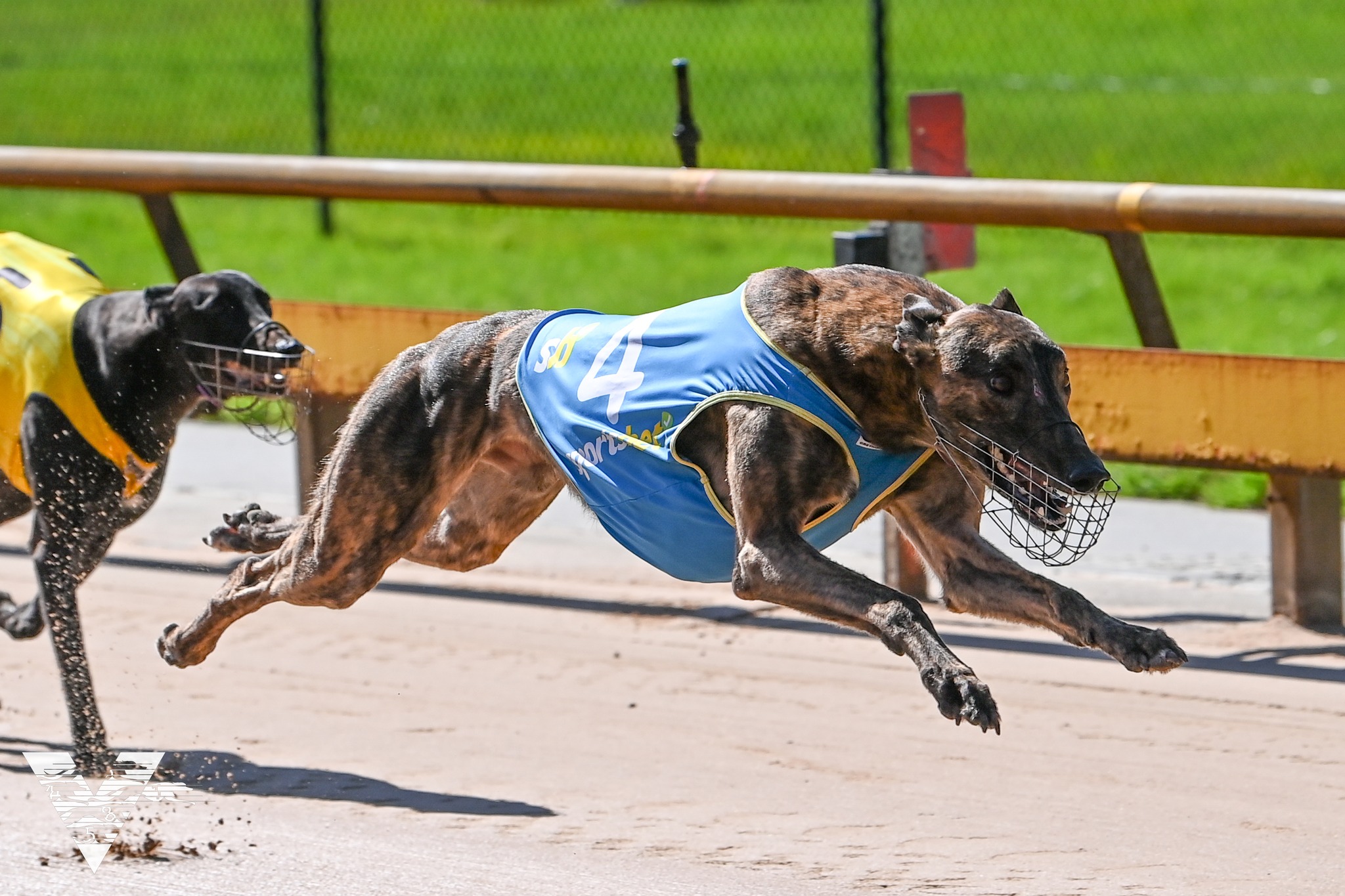 New Dad To Unleash On Traralgon Cup Heats - Greyhound Recorder