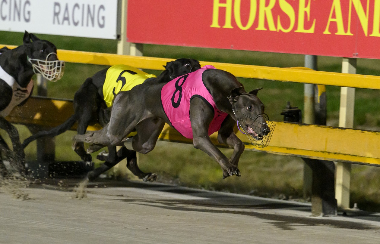 Qld Greyhound Racing Records Booming Profit - Greyhound Recorder