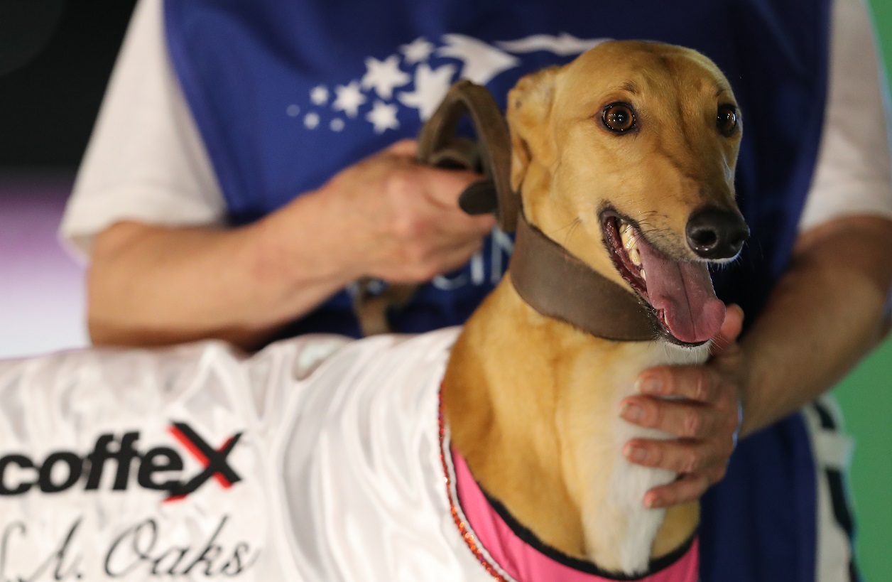 SA Oaks Winner Earns Adelaide Cup Shot - Greyhound Recorder