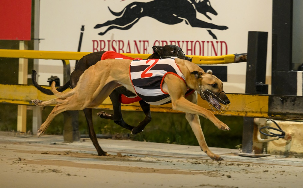 Mrs. Musgrave Win Sparks Memories For Noon - Greyhound Recorder