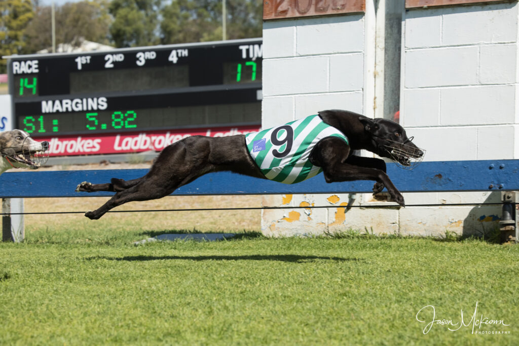 Tralee Lola Races Away For Coonamble Gold