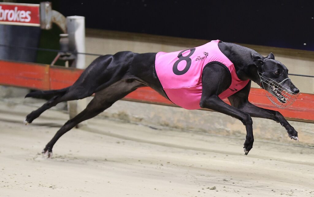 Postman Pat Out Of Australian Cup Carnival - Greyhound Recorder
