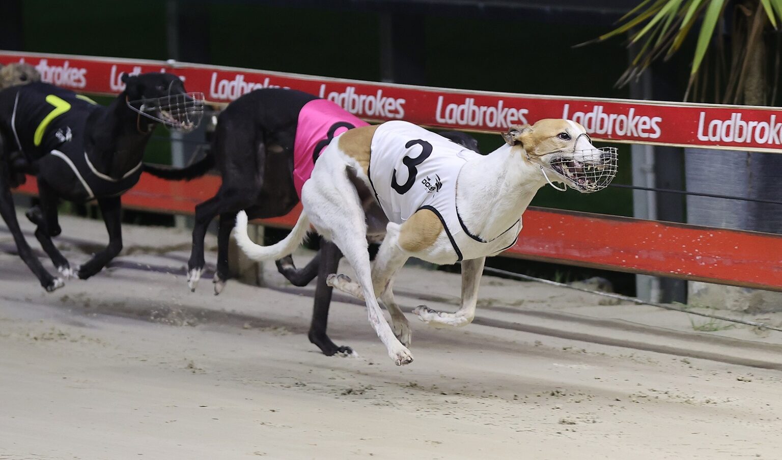 One Way Traffic For Postman Pat In MDC Quest - Greyhound Recorder