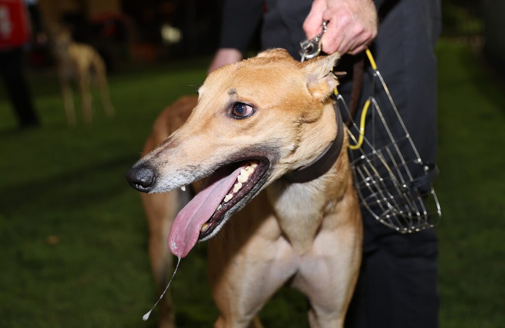 Brothers In Arms: Zammit's Eye Group 1 Double - Greyhound Recorder