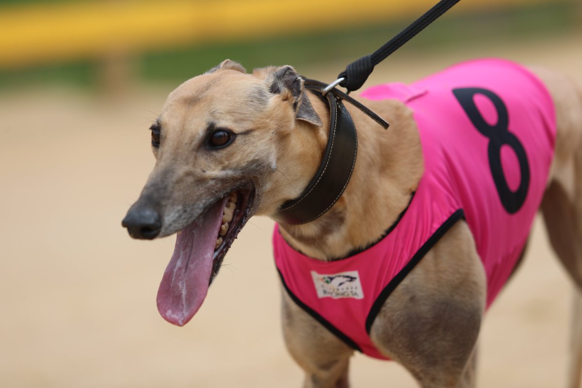 Sutton Sandy The T That Keeps On Giving