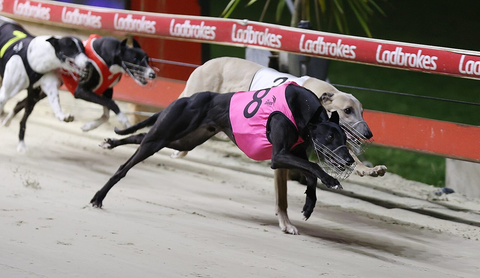 Why The Knocks On Pat Are Unwarranted - Greyhound Recorder