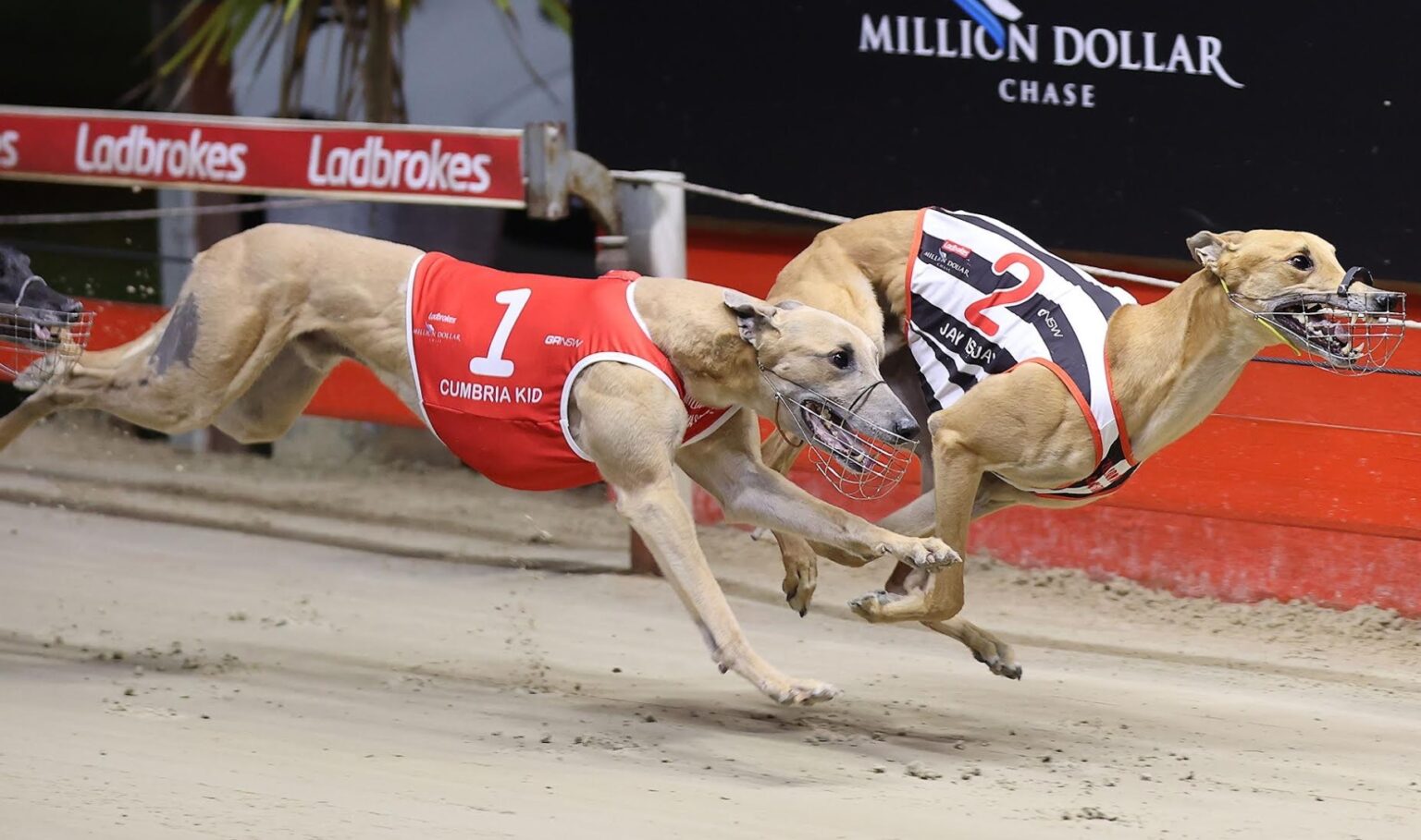 Queensland Champion Jay Is Jay Retired - Greyhound Recorder