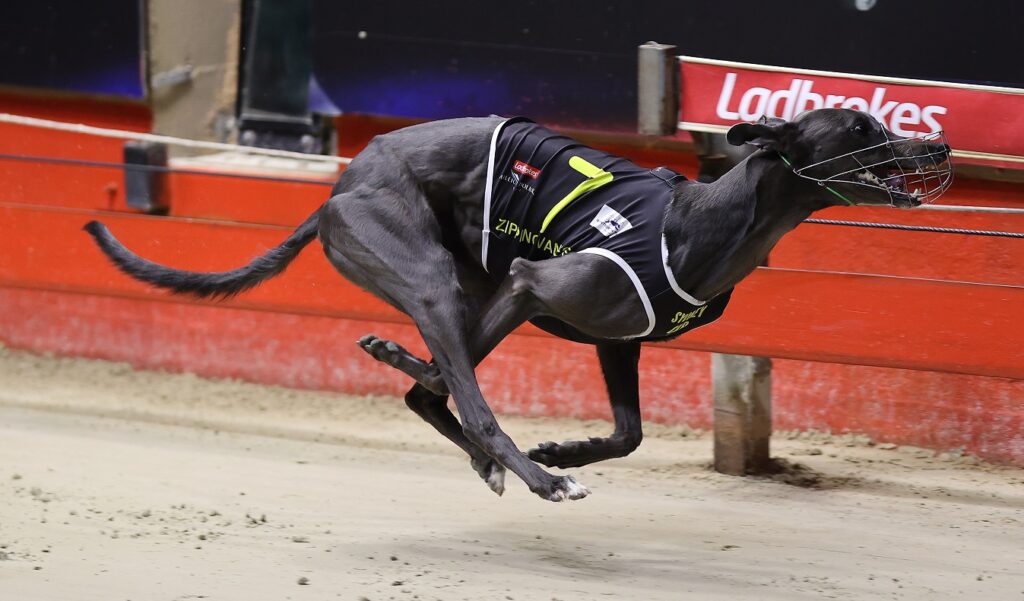 The Sunday Afternoon 'Finish On' - Greyhound Recorder