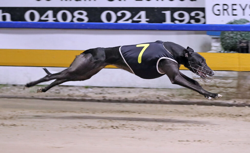 The Sunday Afternoon 'Finish On' - Greyhound Recorder