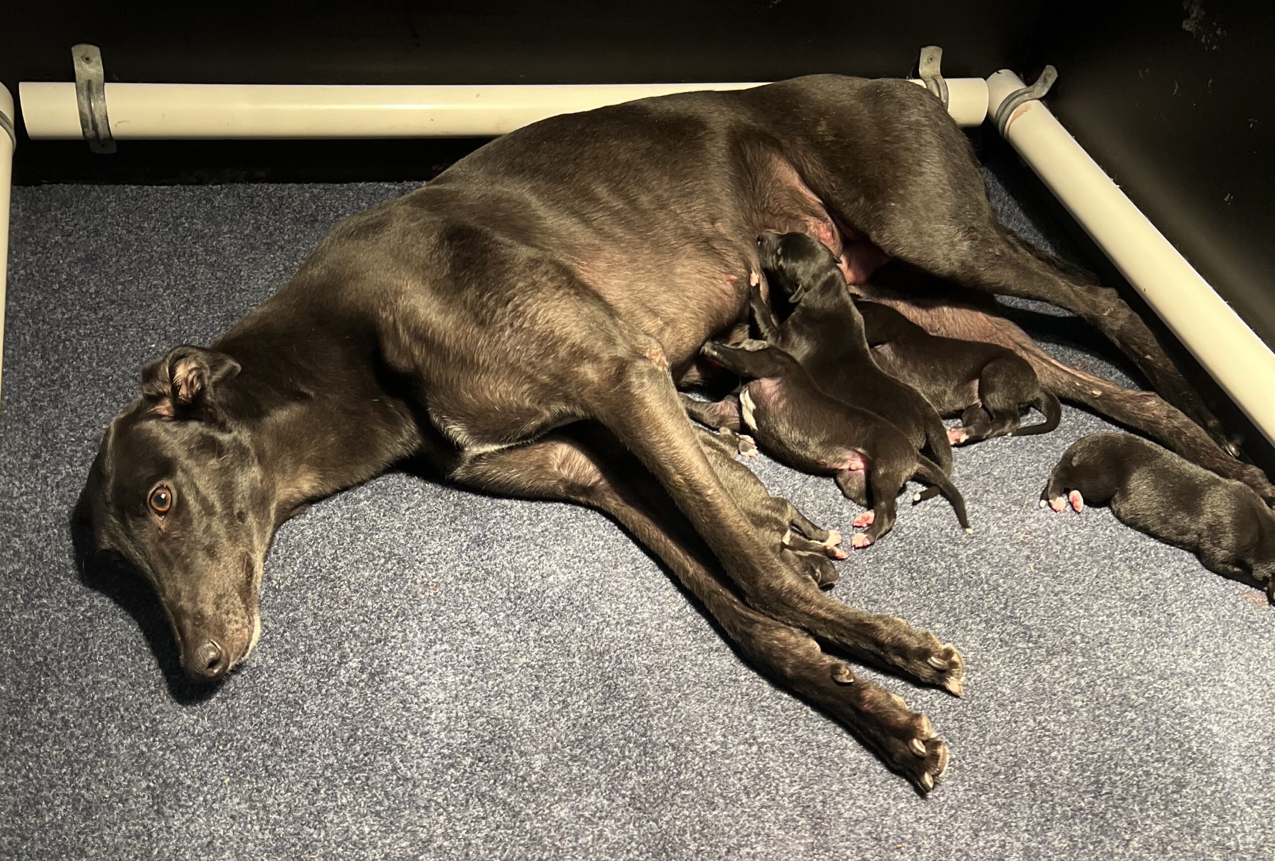 Racing Royal: She's A Pearl Now A Mum