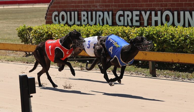 Greyhound Racing News - Greyhound Recorder