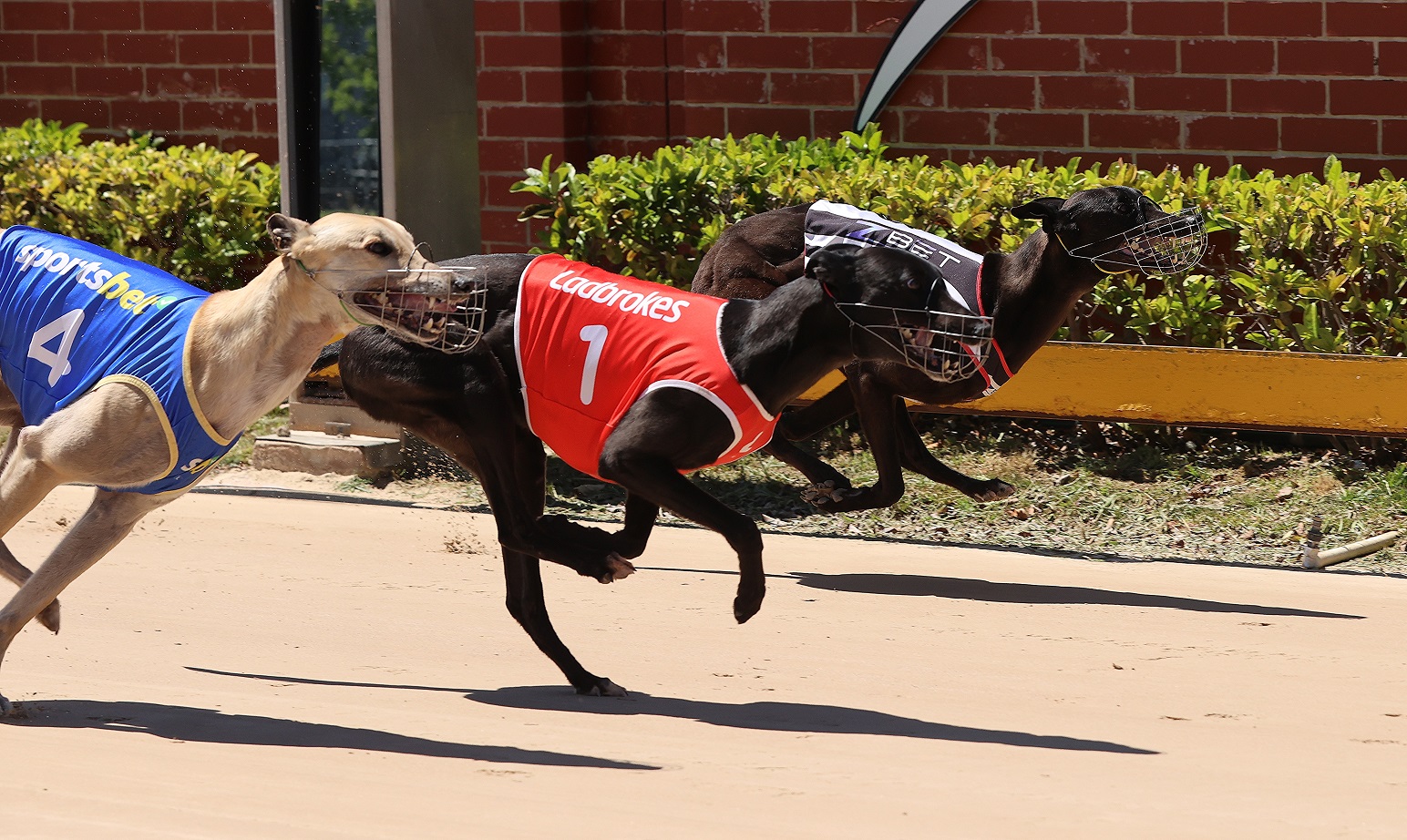 Darius Breathing Fire Ahead Of Sprint Feature - Greyhound Recorder