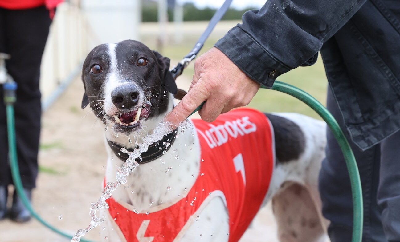 Quantifiable To Uphold Family Tradition In Collar - Greyhound Recorder