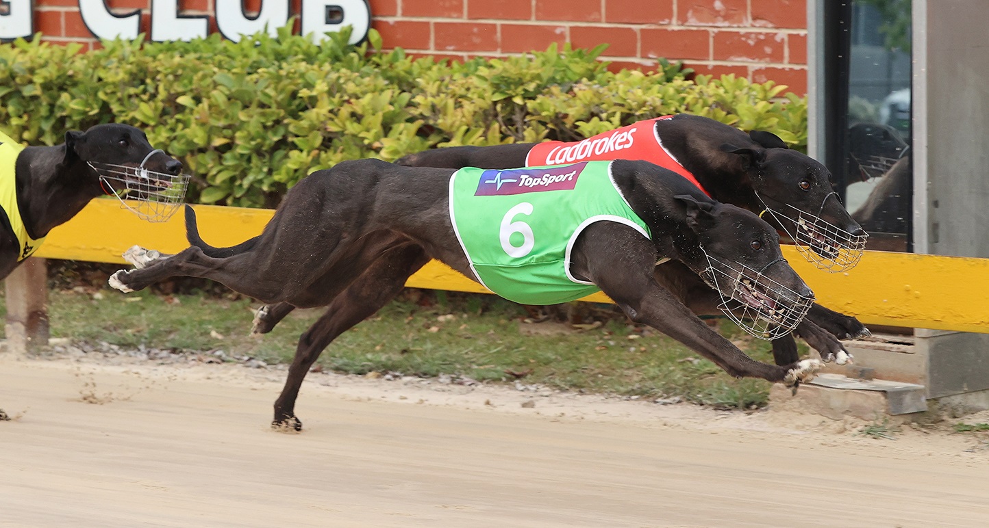 Goulburn Straight Track Future In The Balance - Greyhound Recorder