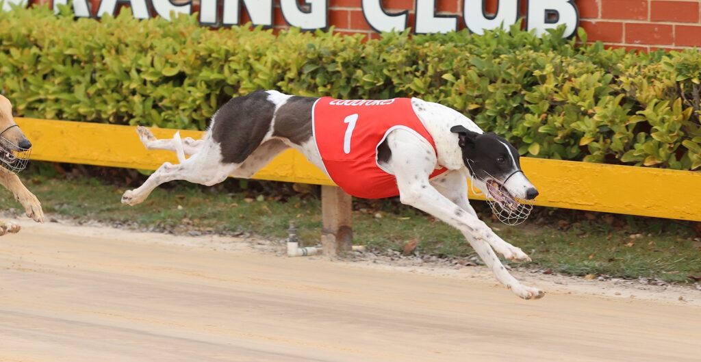 Quantifiable To Uphold Family Tradition In Collar - Greyhound Recorder