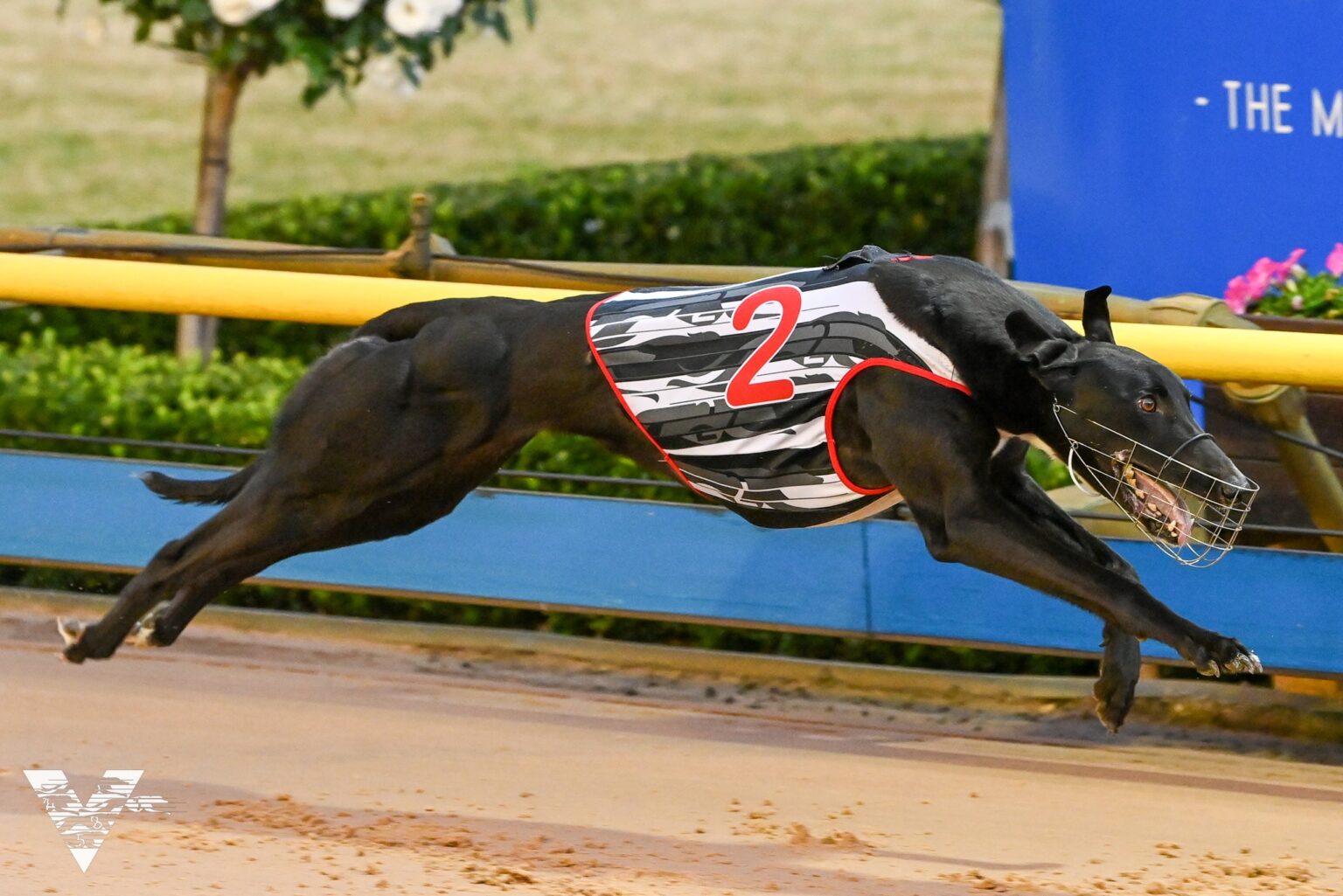Raider's Guide Eyes History In Rookie Rebel Defence - Greyhound Recorder