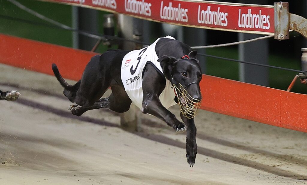 Ritza Piper 'Just Right' For Topgun Defence - Greyhound Recorder