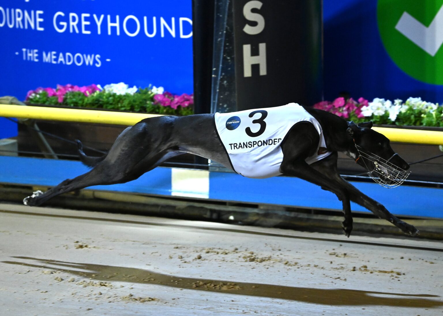 Transponder Delivers Topgun Masterclass - Greyhound Recorder
