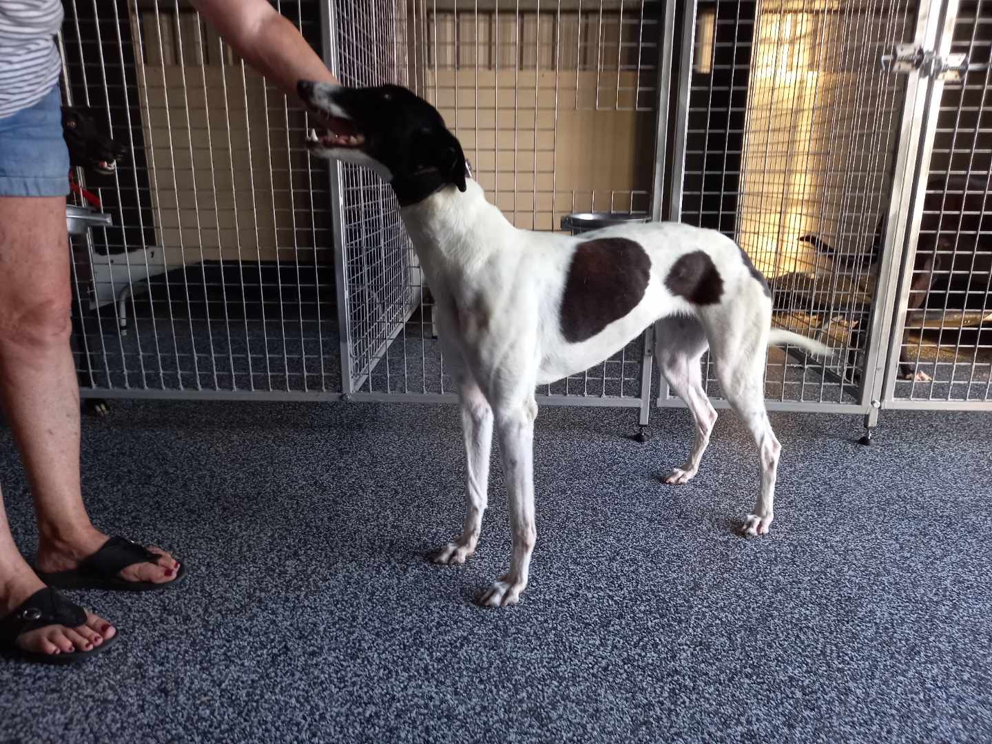 Phoenix Runner-Up's Pups Reach Major Milestone - Greyhound Recorder