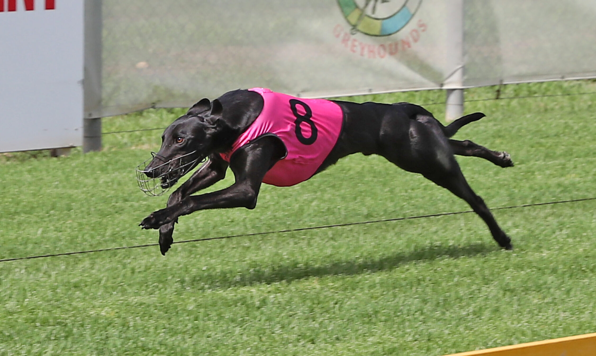 Alberton Park's Derby Win A Timely Pick Me Up - Greyhound Recorder