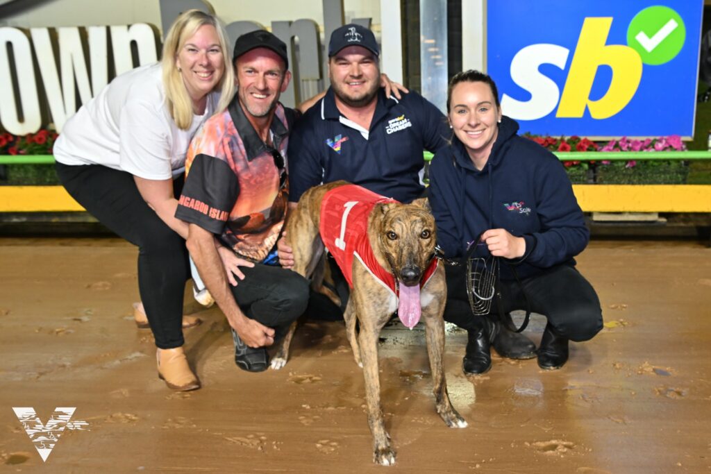 How To Breed A Potential Melbourne Cup Champion - Greyhound Recorder