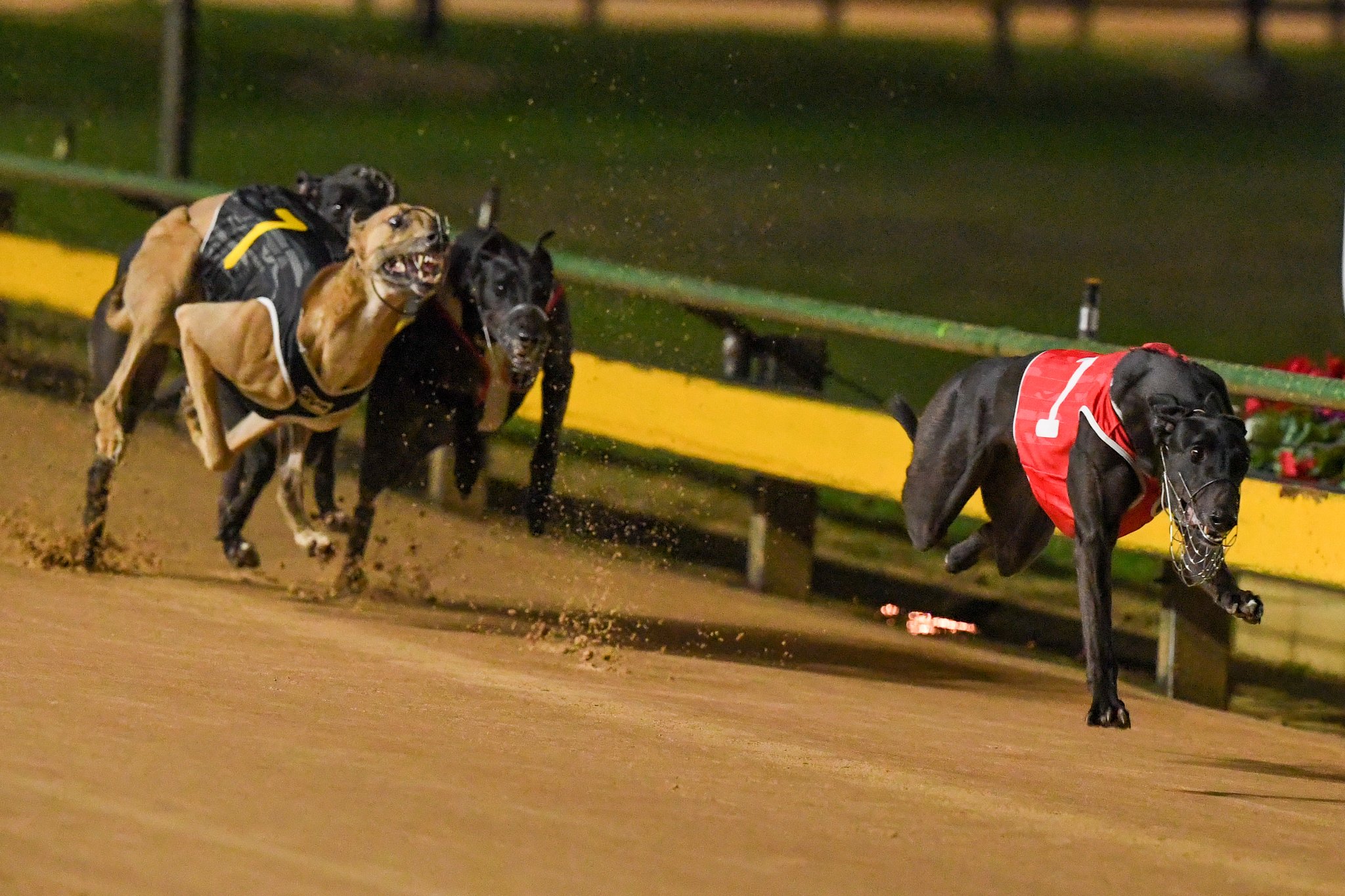 Sydney Soft Spot Has Supermum Set For Paws - Greyhound Recorder