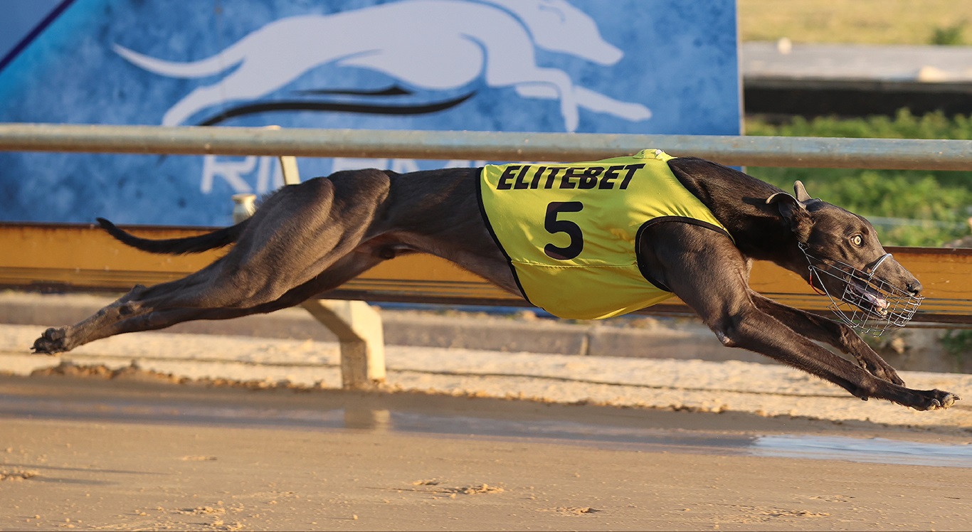 Flying Trial Has Sheba Set For Cup Onslaught - Greyhound Recorder