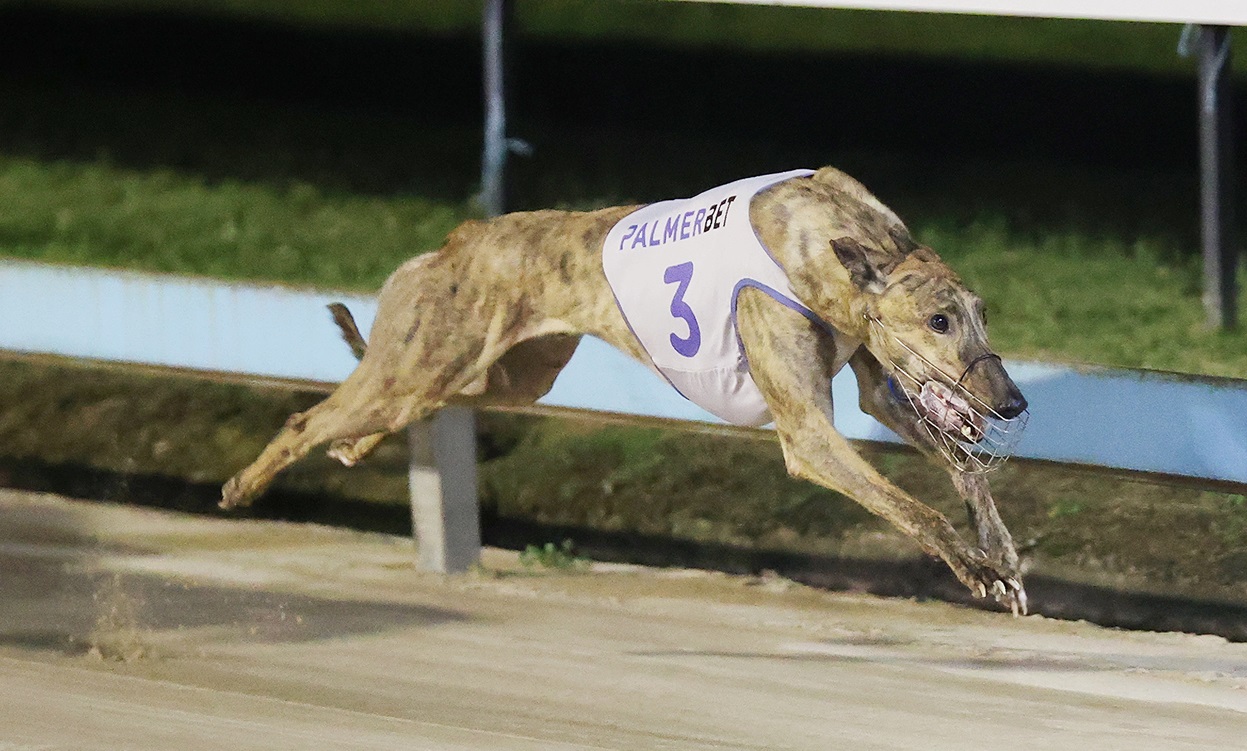 Gibbons In Pursuit Of Another Maitland Cup Title - Greyhound Recorder