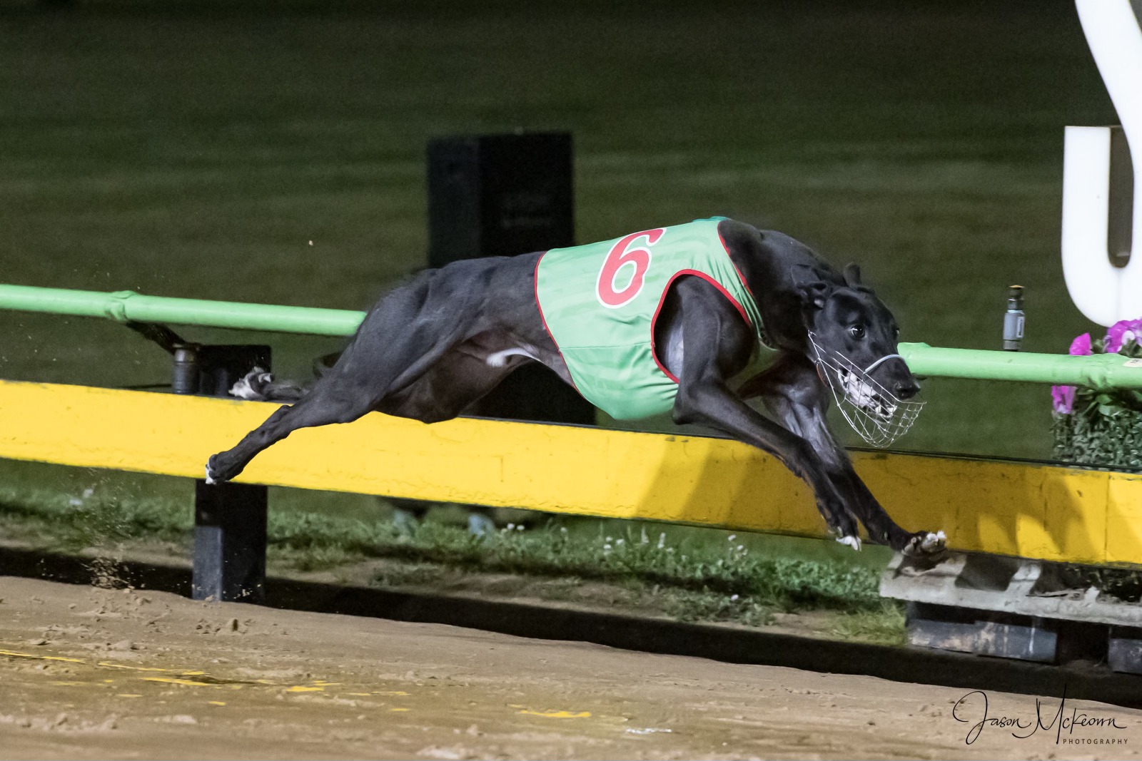 Group 1 Silver Chief Heats Preview - Greyhound Recorder