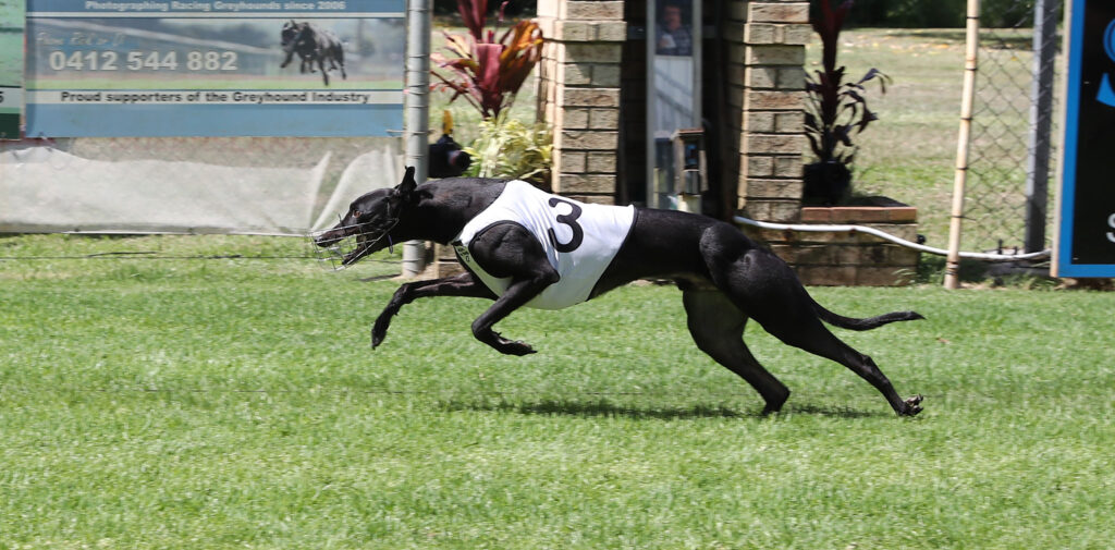 Valhalla To Race Into Straight Track Immortality? - Greyhound Recorder