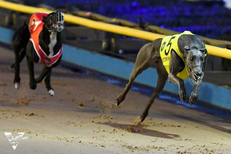 Hector Fawley's ‘Magical' Racing Journey Ends - Greyhound Recorder