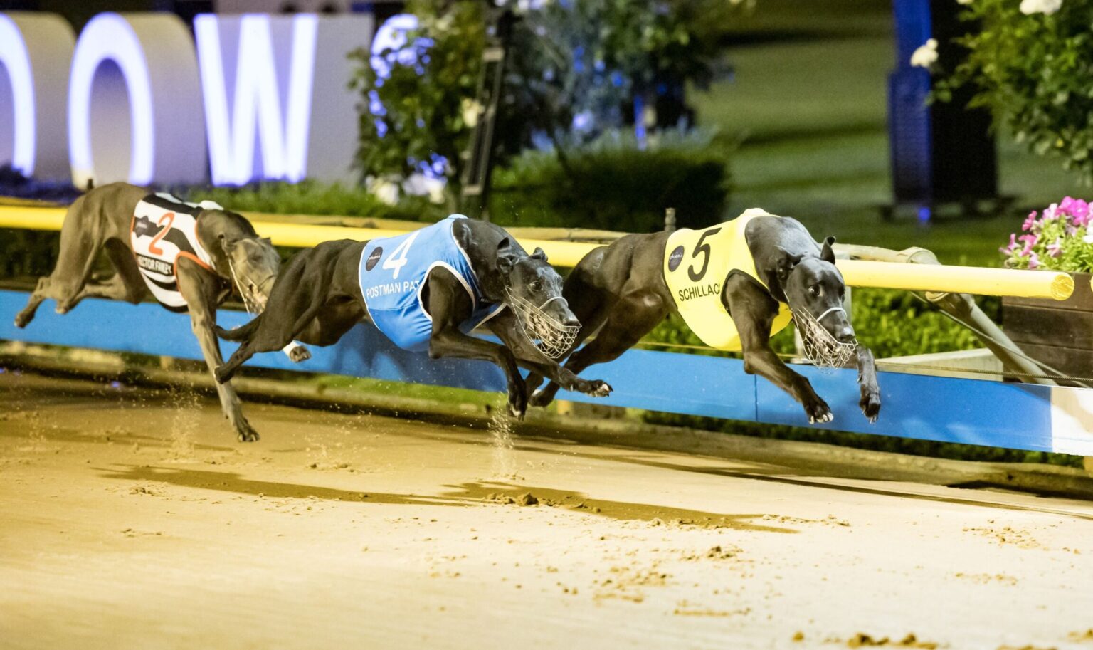 Ladbrokes To Run It Back With Schillaci In Phoenix - Greyhound Recorder